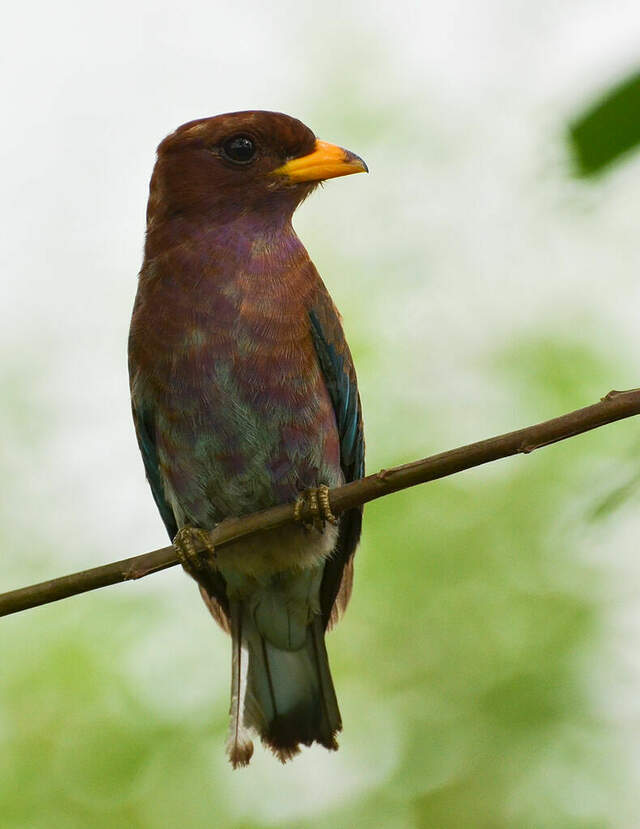 Rolle violet immature - thhe297528