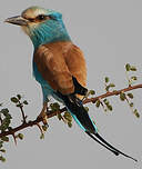 Abyssinian Roller - Coracias abyssinicus