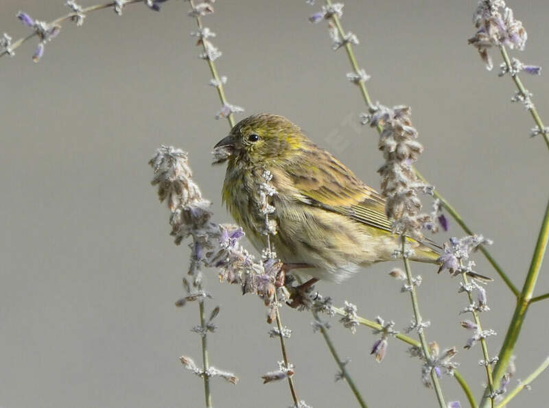 Serin cini adulte - thhe128577