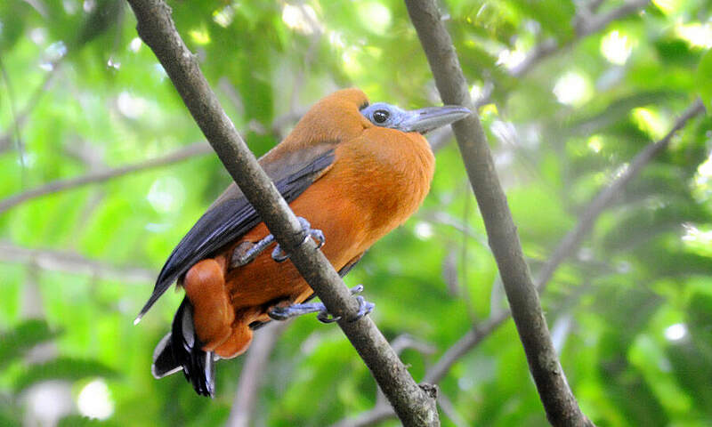 Capuchinbird - Perissocephalus tricolor - thno56196
