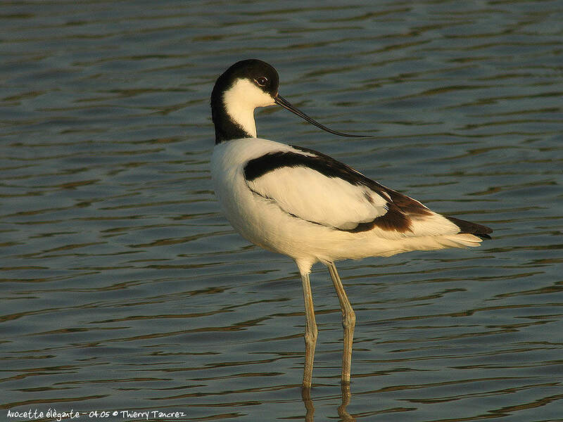 Avocette élégante - thta7839