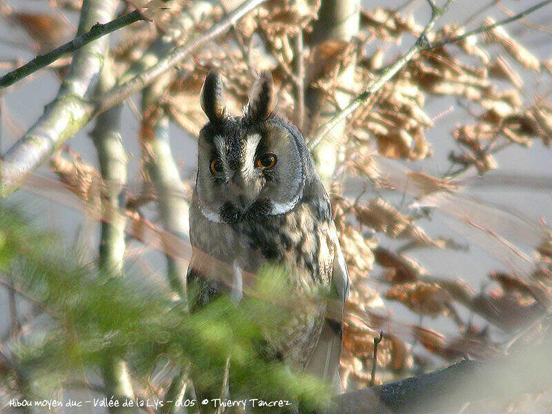 Hibou moyen-duc - thta5225