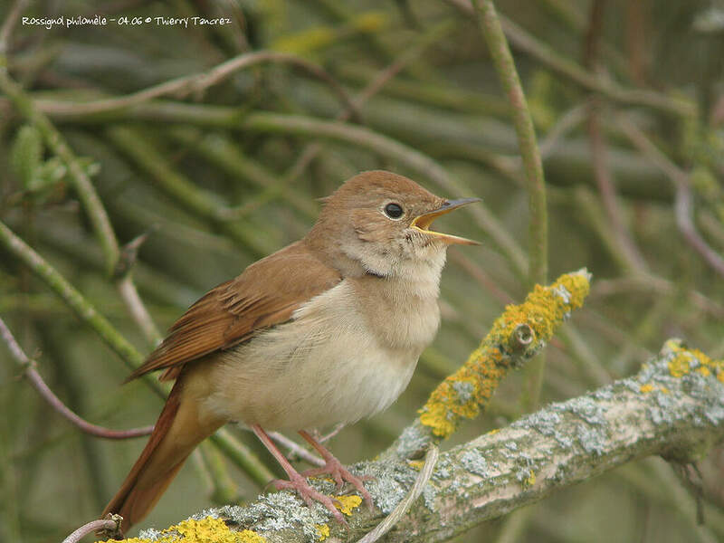 Rossignol philomèle - thta34664