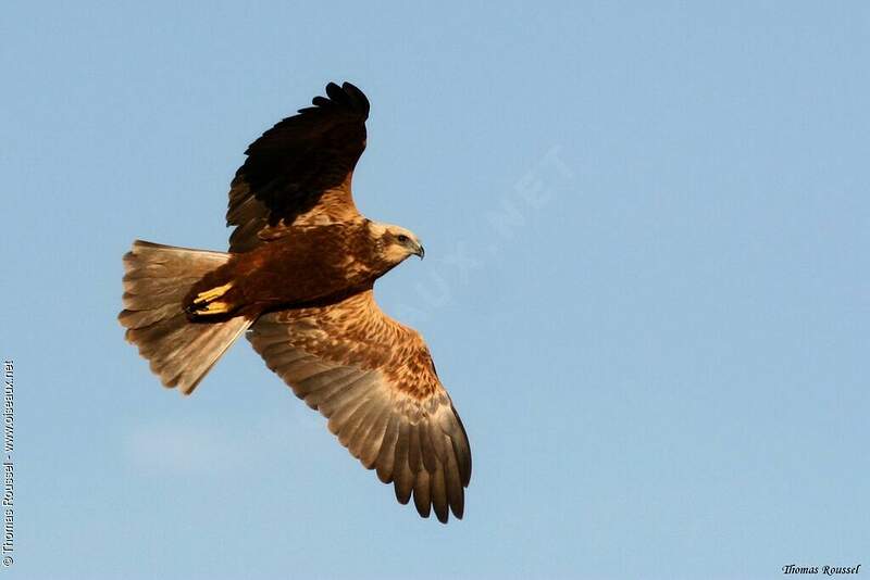 Busard des roseaux - thro115367
