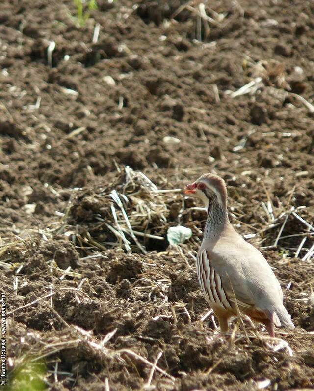 Perdrix rouge adulte - thro69400