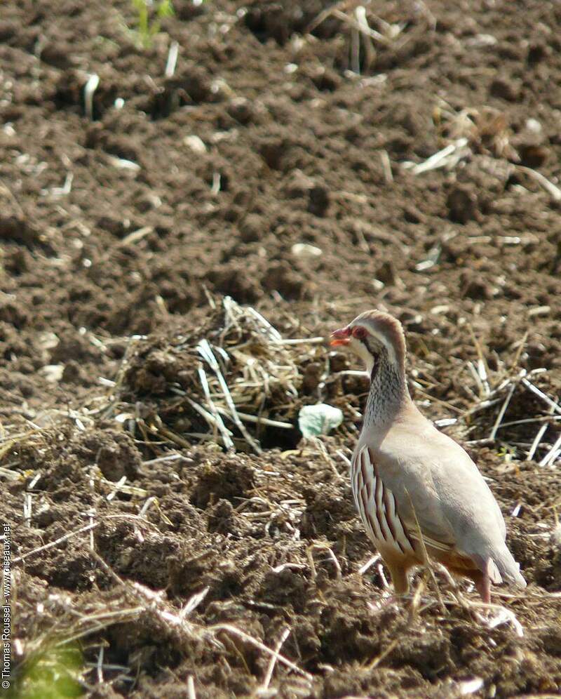 Perdrix rouge adulte - thro69400