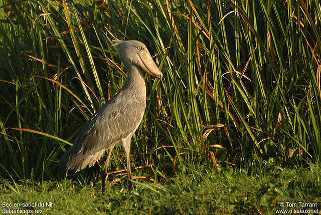 Bec-en-sabot du Nil adulte - tota33972
