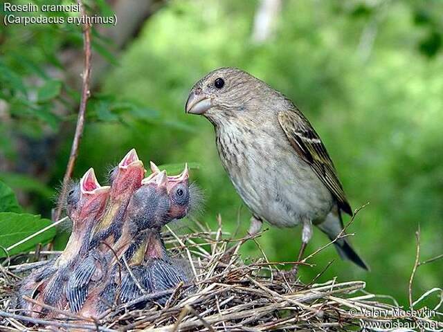 Common Rosefinch - Carpodacus erythrinus - vamo3366