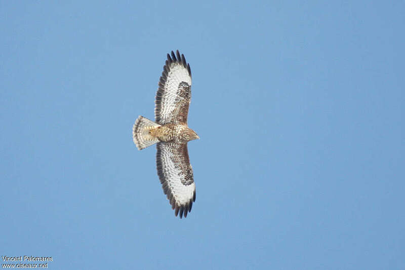 Buse variable adulte - vipa184497