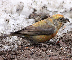 Bec-croisé des sapins - Loxia curvirostra