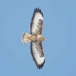 Buse variable - Buteo buteo