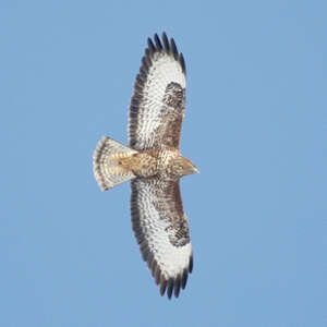 Buse Variable Buteo Buteo Buse Variable Buteo Buteo