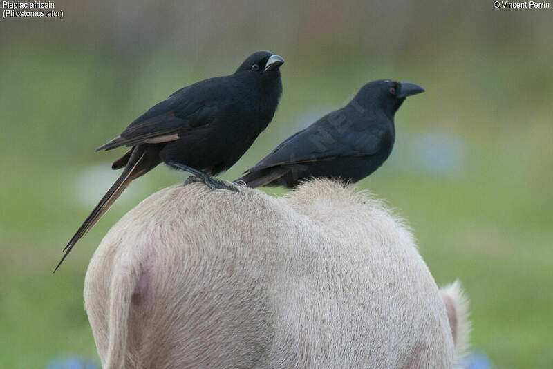 Piapiac africain adulte - vipe246043