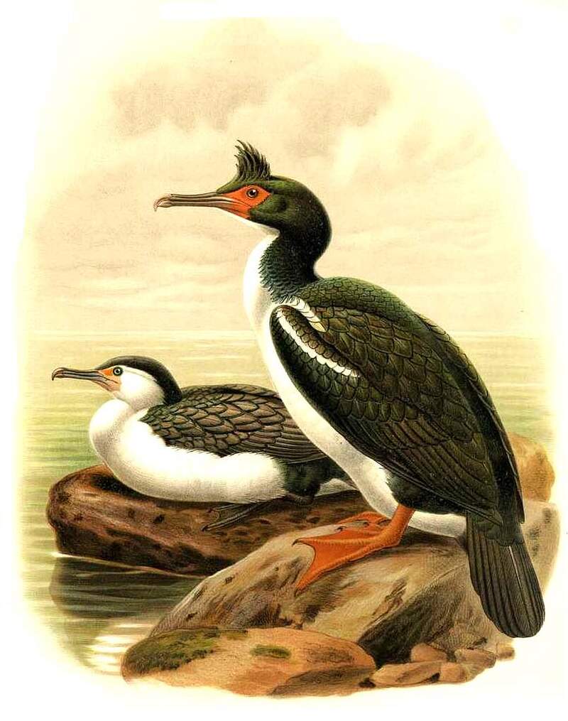 Cormoran caronculé - wlbu61296