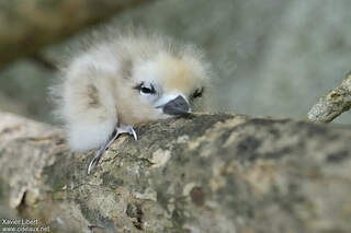 Gygis blanche Poussin - lixa86103