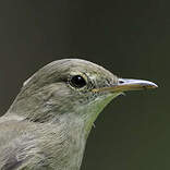 Seychelles Warbler - Acrocephalus sechellensis