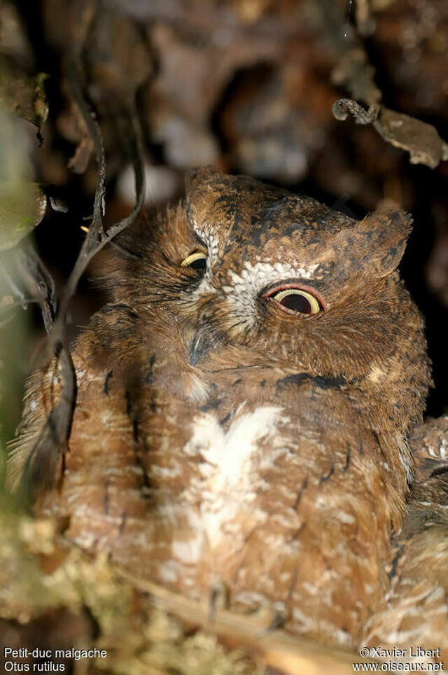 Rainforest Scops Owl - Otus rutilus male adult - lixa74069