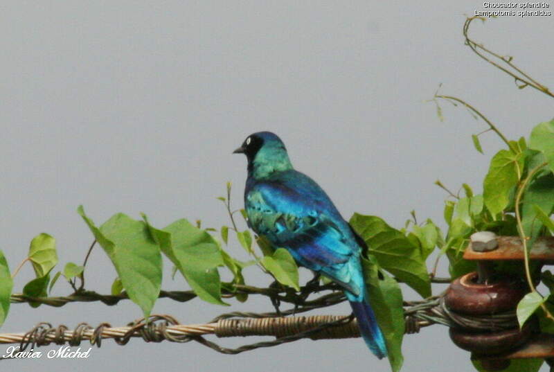Splendid Starling - Lamprotornis splendidus - xami55354