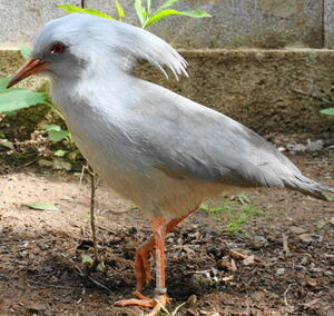 Kagou huppé - Rhynochetos jubatus