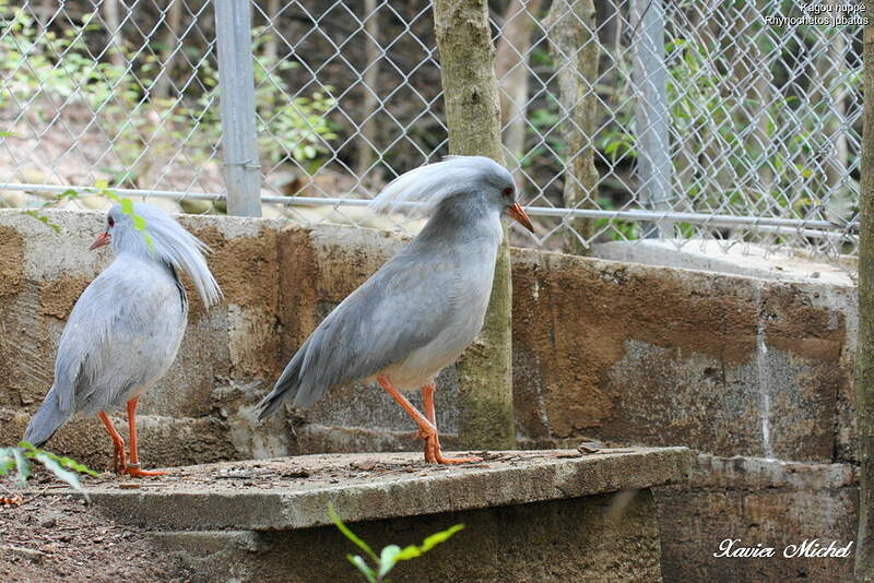 Kagou huppé adulte - xami70669