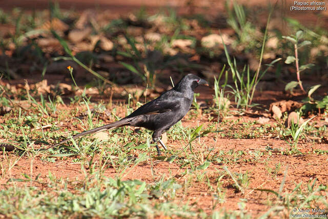 Piapiac africain adulte - xami323380