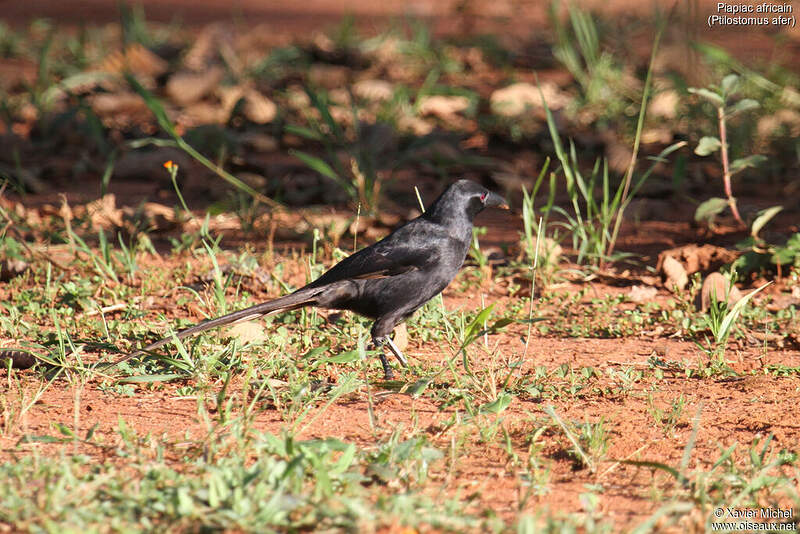 Piapiac africain adulte - xami323380