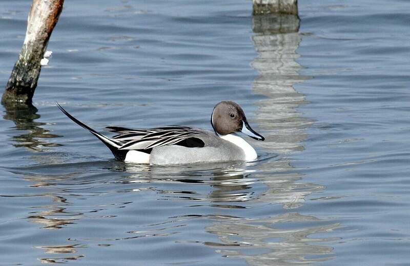 Canard pilet mâle adulte nuptial - yaca117072