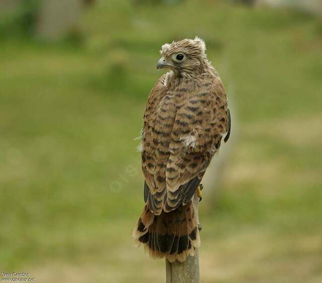 Faucon crécerelle - Falco tinnunculus - yaca103314