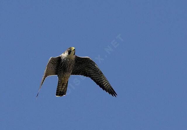 Faucon pèlerin mâle adulte nuptial - yaca135372