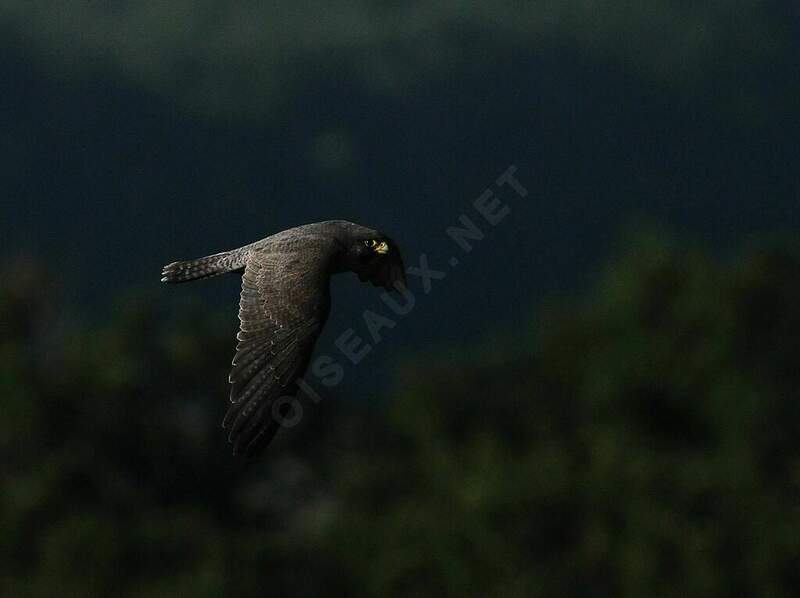 Faucon pèlerin - yaca160319