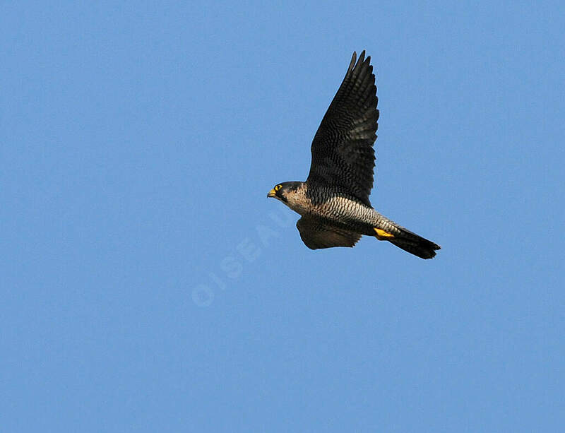 Faucon pèlerin - yaca174423