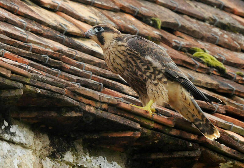 Faucon pèlerin mâle immature - yaca246174