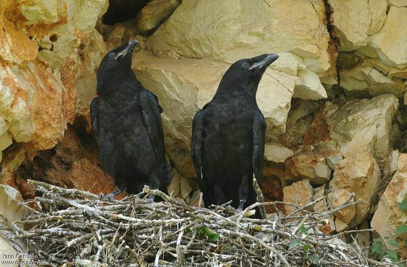 Grand Corbeau juvénile - yaca119853