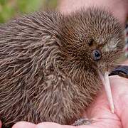 Aptérygiformes - Oiseaux.net