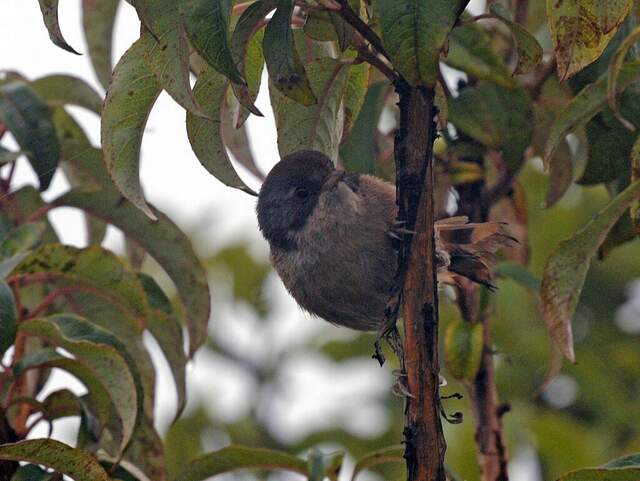 Mohoua pipipi - yaca156779