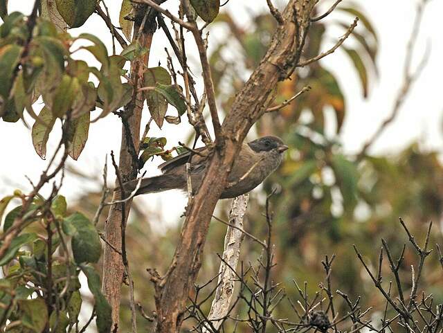 Mohoua pipipi - yaca156782