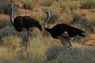 Autruche d'Afrique - yali60109