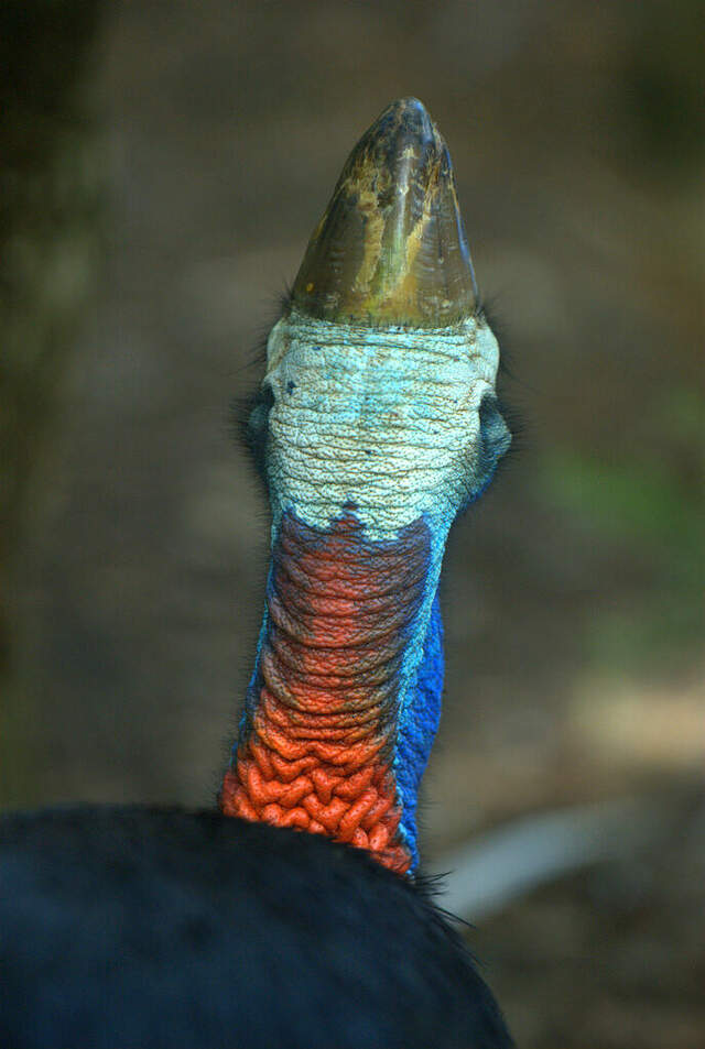 Casoar à casque - yali80408