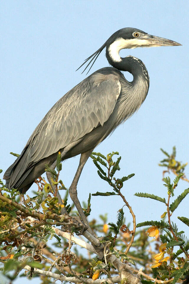 Black-headed Heron - Ardea melanocephala - yali106061