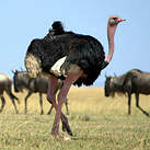 Autruche d'Afrique - Struthio camelus