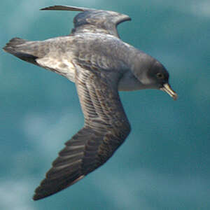 Grey Petrel - Procellaria cinerea