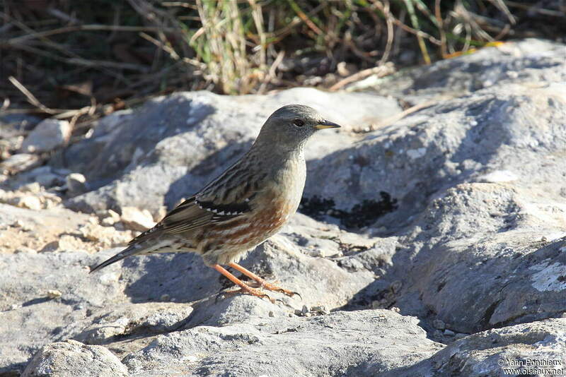 Alpine Accentor - Prunella collaris - yapo173710