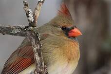 Cardinal rouge - Cardinalis cardinalis