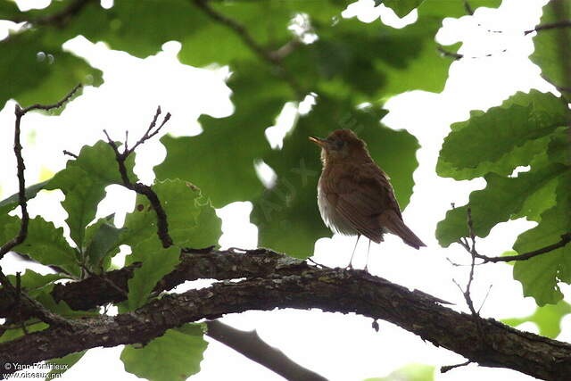 Grive fauve adulte nuptial - yapo122732