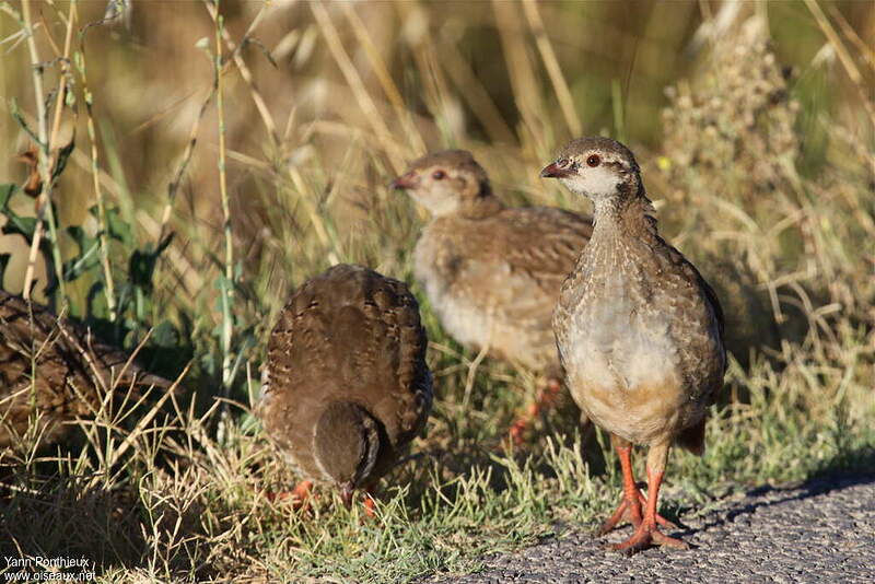 Perdrix rouge juvénile - yapo142088
