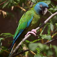 Blue-headed Macaw - Primolius couloni