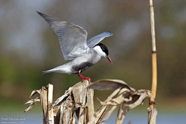Guifette moustac adulte - yvth23567