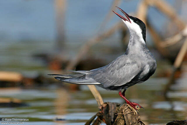 Guifette moustac adulte - yvth23570