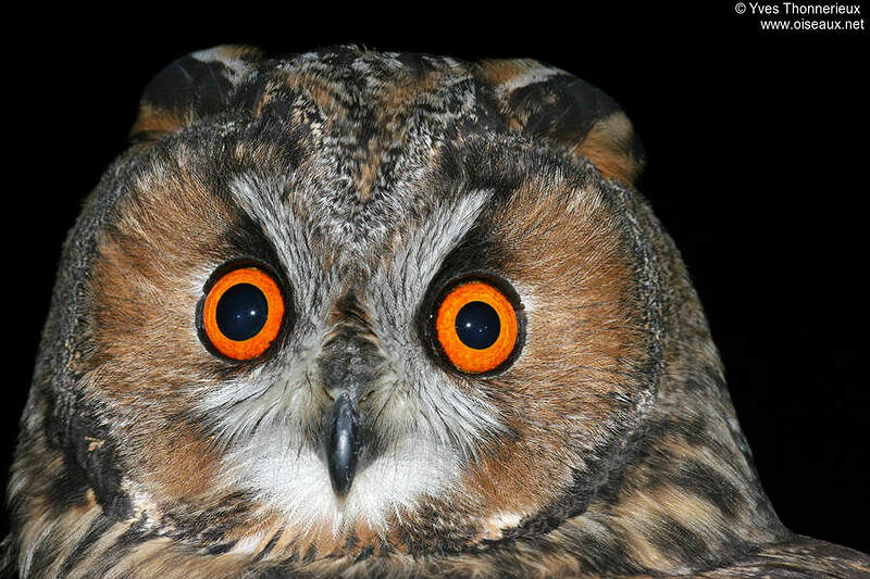 Hibou moyen-duc - yvth17106