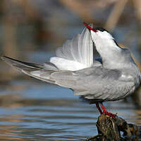 Guifette moustac - Chlidonias hybrida